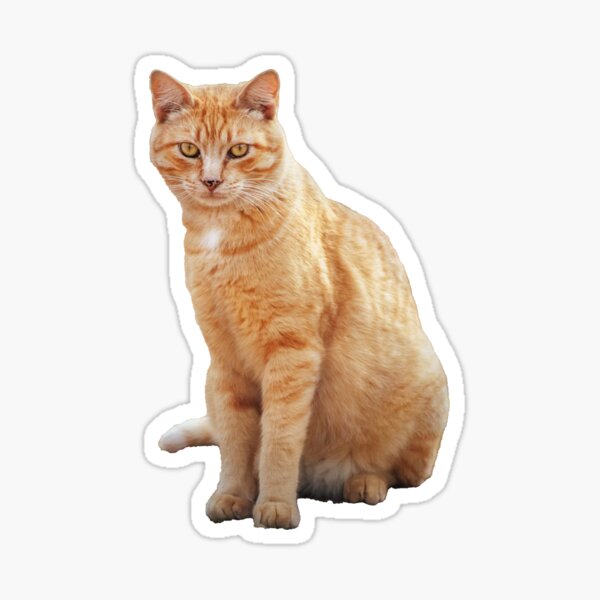 "Funny cute kawaii niko Ginger cat" Sticker for Sale by flomishop ...