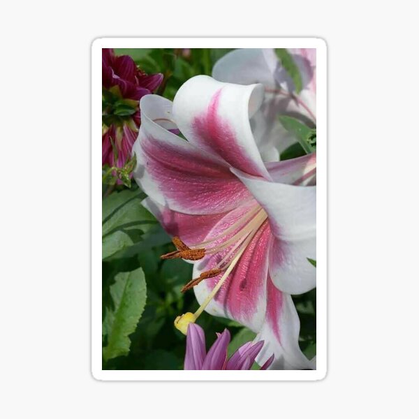 "Pink White Lilly - MS LILLY" Sticker for Sale by NicciLite | Redbubble