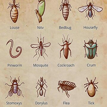 "Insectes names" Sticker for Sale by Itaxi | Redbubble