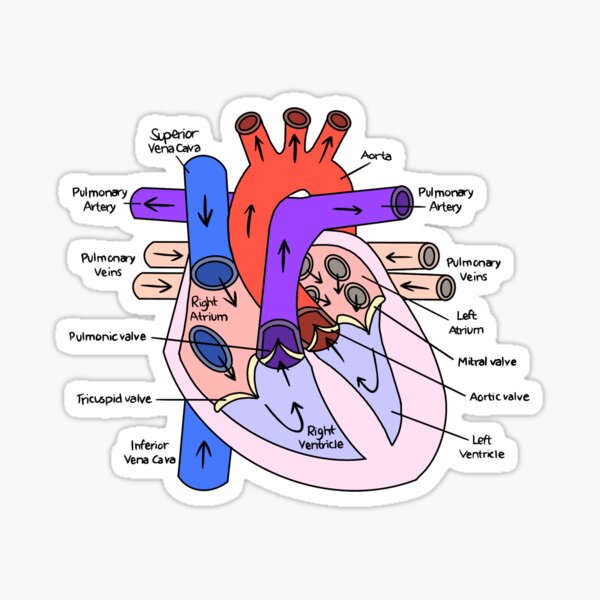 "Heart" Sticker for Sale by WesXortiZ | Redbubble