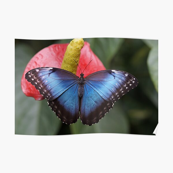 "Nature Beauty in Nature Animals Butterfly" Poster for Sale by ...