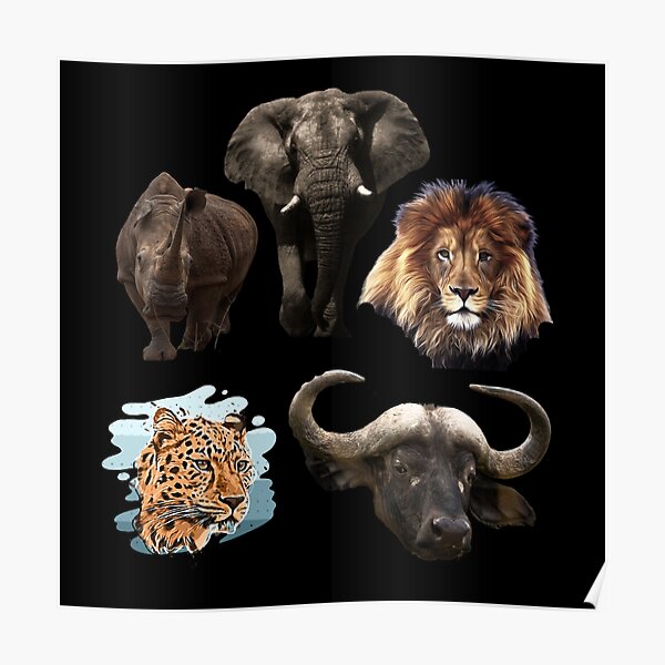 Póster «BIG Five of Africa, animales, cinco grandes, elefante, regalo ...