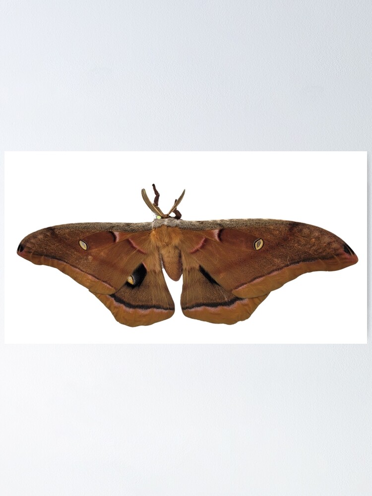 "North American Giant Silk Moth" Poster for Sale by BCMDesigns | Redbubble