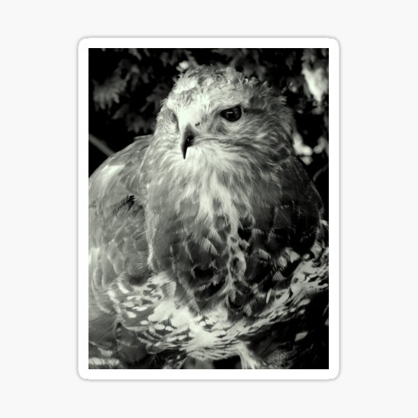 "Buzzard In Black And White" Sticker for Sale by widdy170 | Redbubble