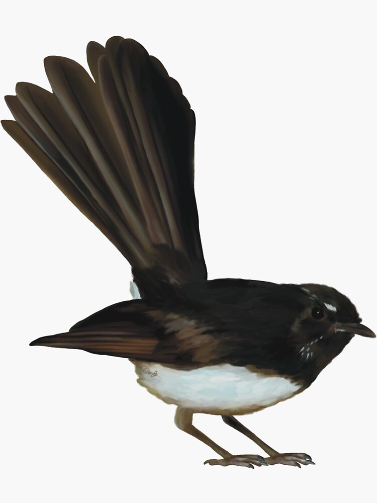 Pegatina «Ilustración australiana de Willie Wagtail, arte de Willy Wag Tail, pajarito lindo ...