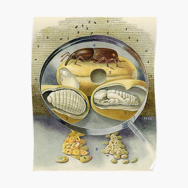 "Rice Weevil" Poster for Sale by BiosecurityColl | Redbubble