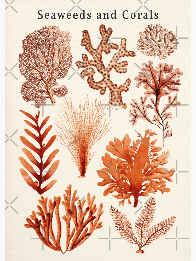 "Seaweeds And Corals Collection" Sticker for Sale by galdesign | Redbubble