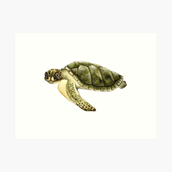 "Kemp's Ridley Sea Turtle" Art Print for Sale by suzalexand | Redbubble