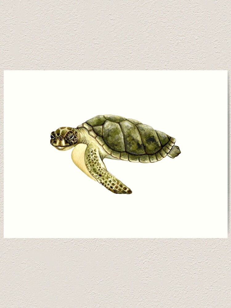 "Kemp's Ridley Sea Turtle" Art Print for Sale by suzalexand | Redbubble