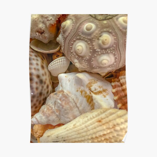 "Summer Sea Shells Nature Beach " Poster for Sale by eleonoraingrid ...