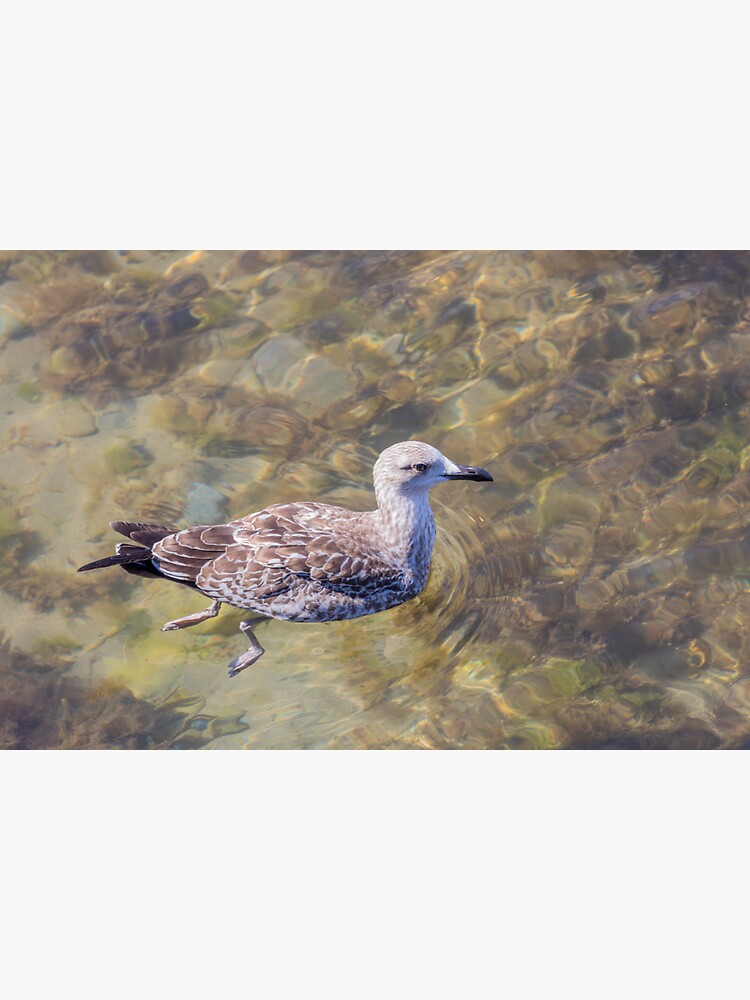 "Swimming Gull" Sticker for Sale by Tanya24 | Redbubble