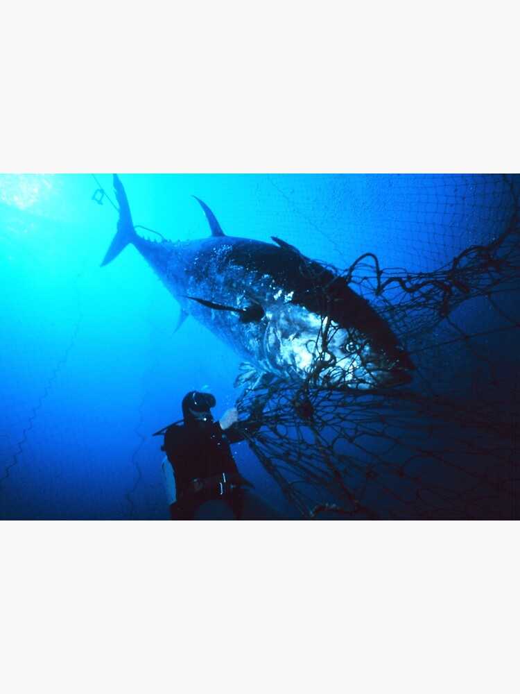 "Giant Bluefin Tuna Caught in a Net" Art Print by BravuraMedia | Redbubble