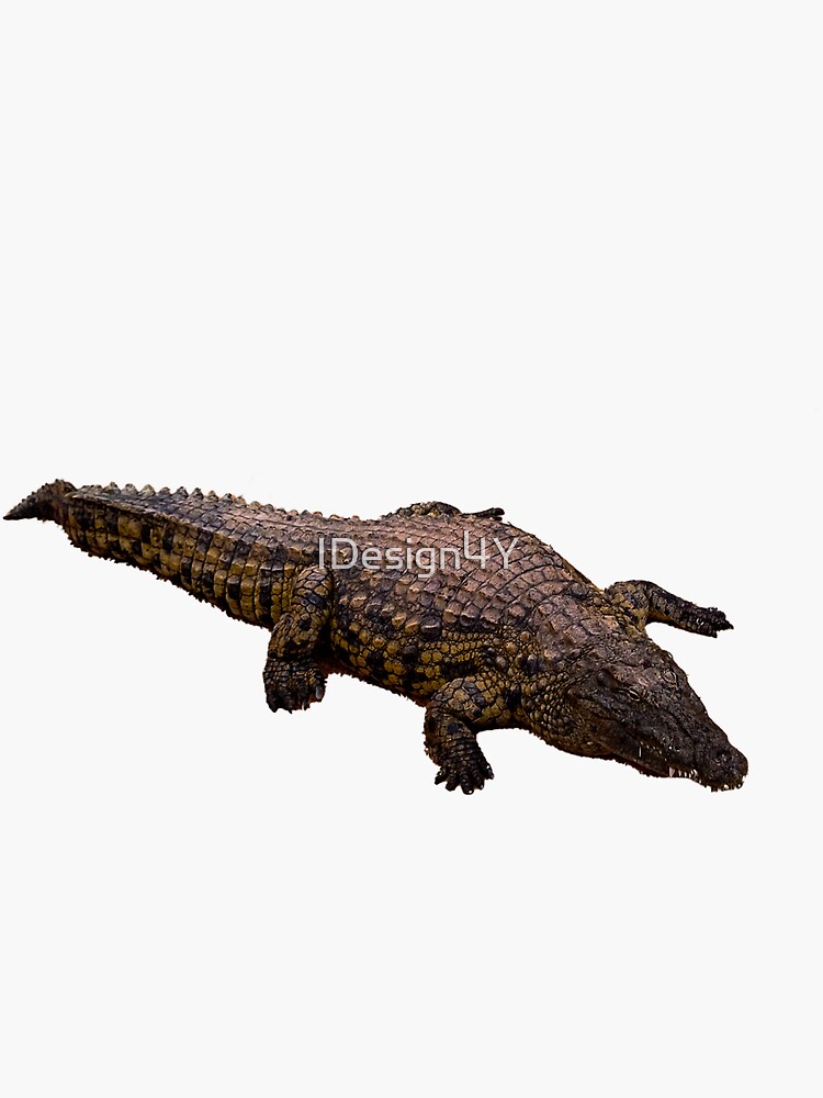 "the nile crocodile " Sticker for Sale by IDesign4Y | Redbubble