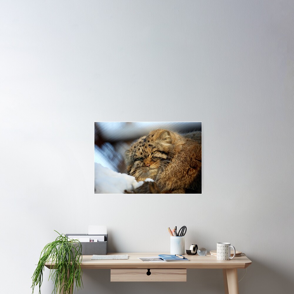 Póster «El gato de George the Pallas está tratando de dormir una siesta ...