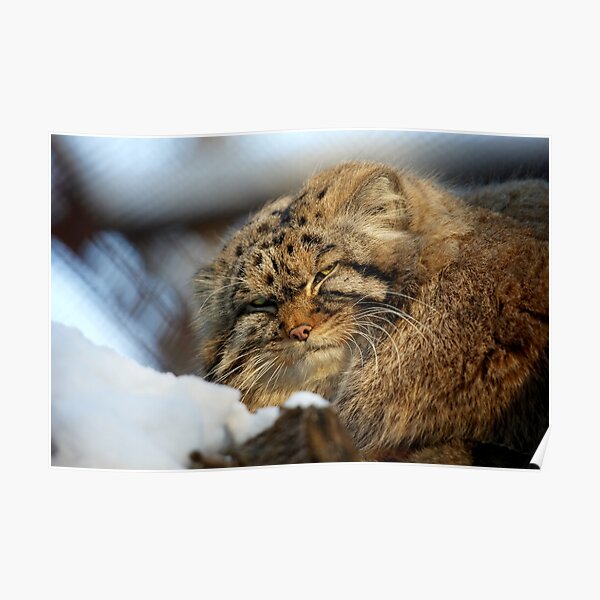 Póster «El gato de George the Pallas está tratando de dormir una siesta ...