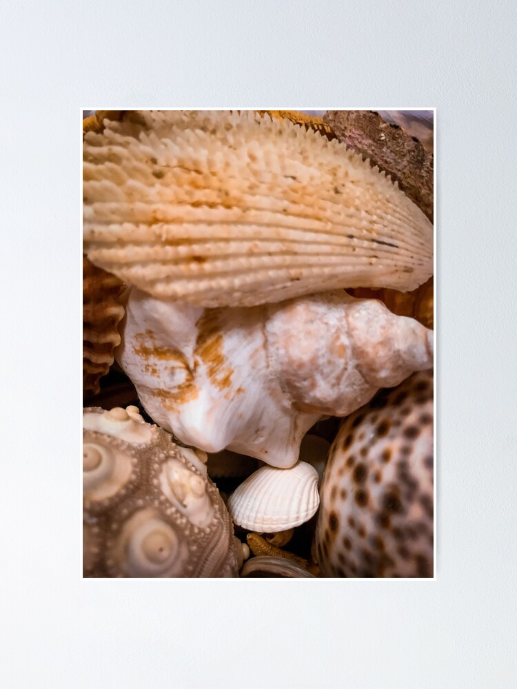 "Sea Shells Nature Beach" Poster for Sale by eleonoraingrid | Redbubble