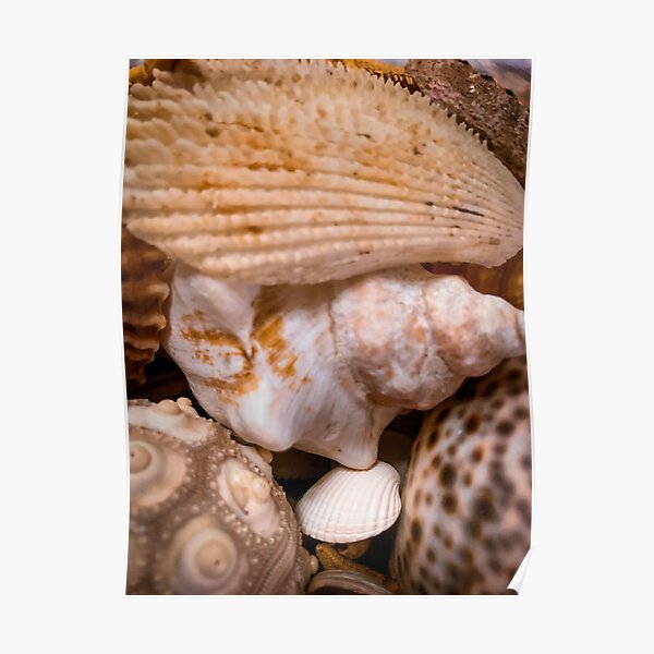 "Sea Shells Nature Beach" Poster for Sale by eleonoraingrid | Redbubble