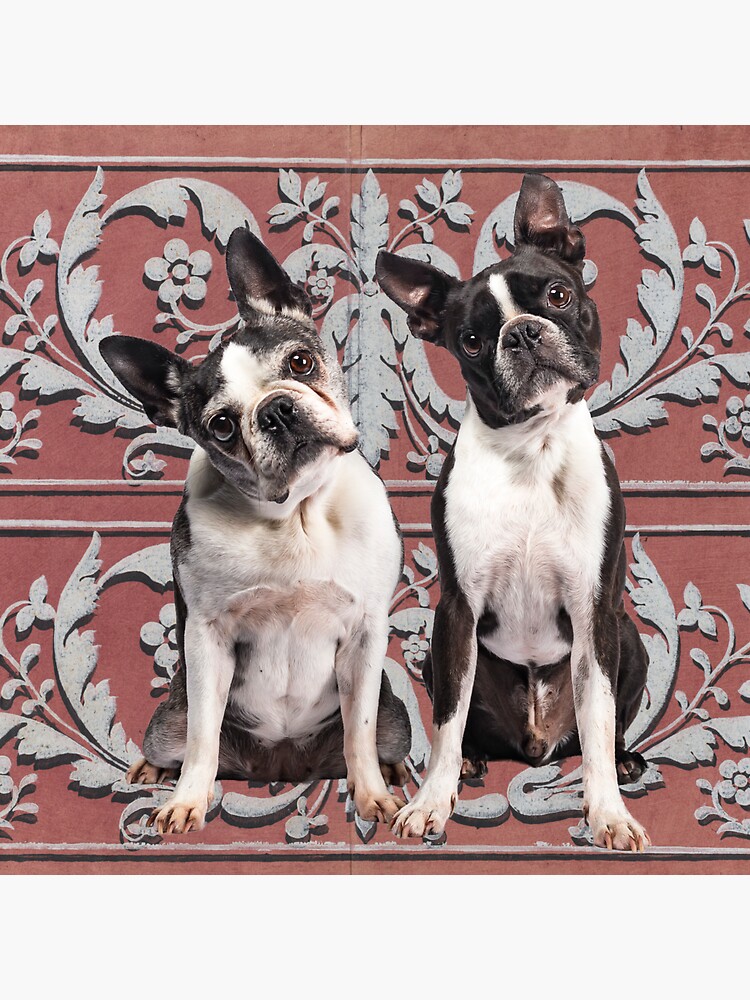 "Cute Dogs Fine Art Portrait" Sticker for Sale by YaneiraYaneira ...