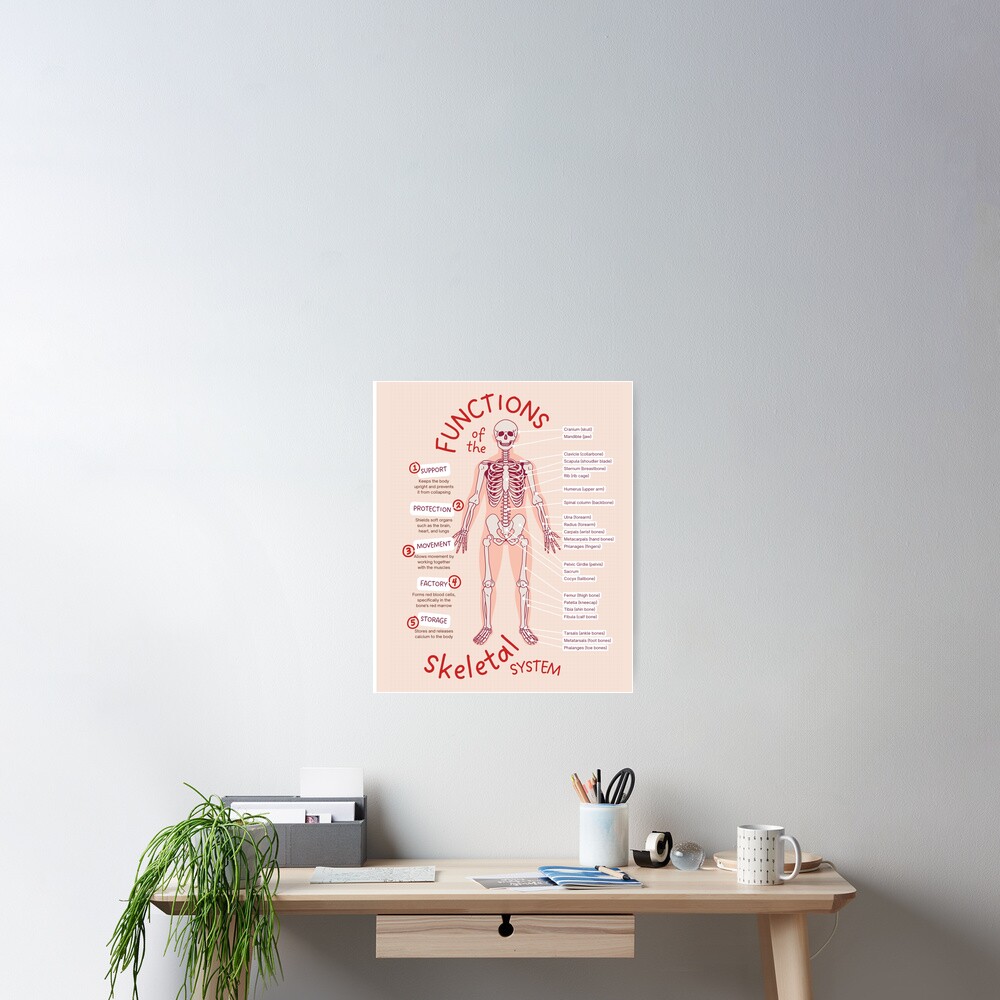 "functions of the skeletal system educational poster" Poster for Sale ...