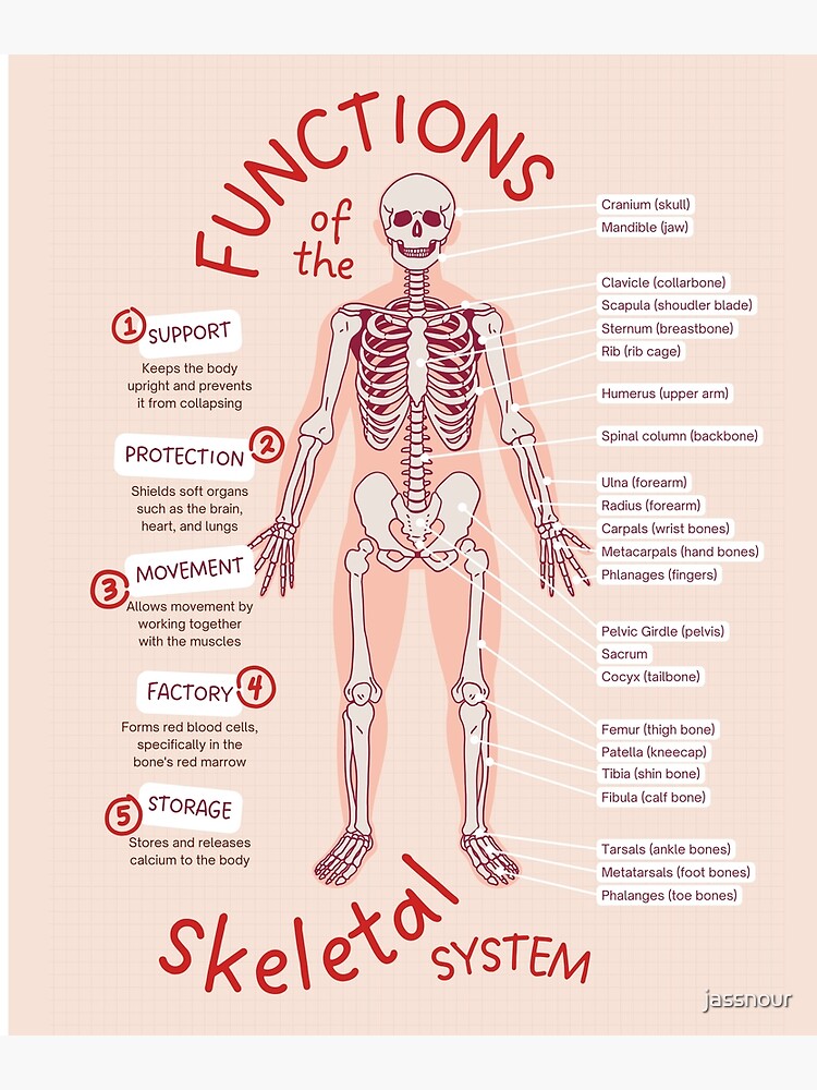  functions Of The Skeletal System Educational Poster Poster For Sale