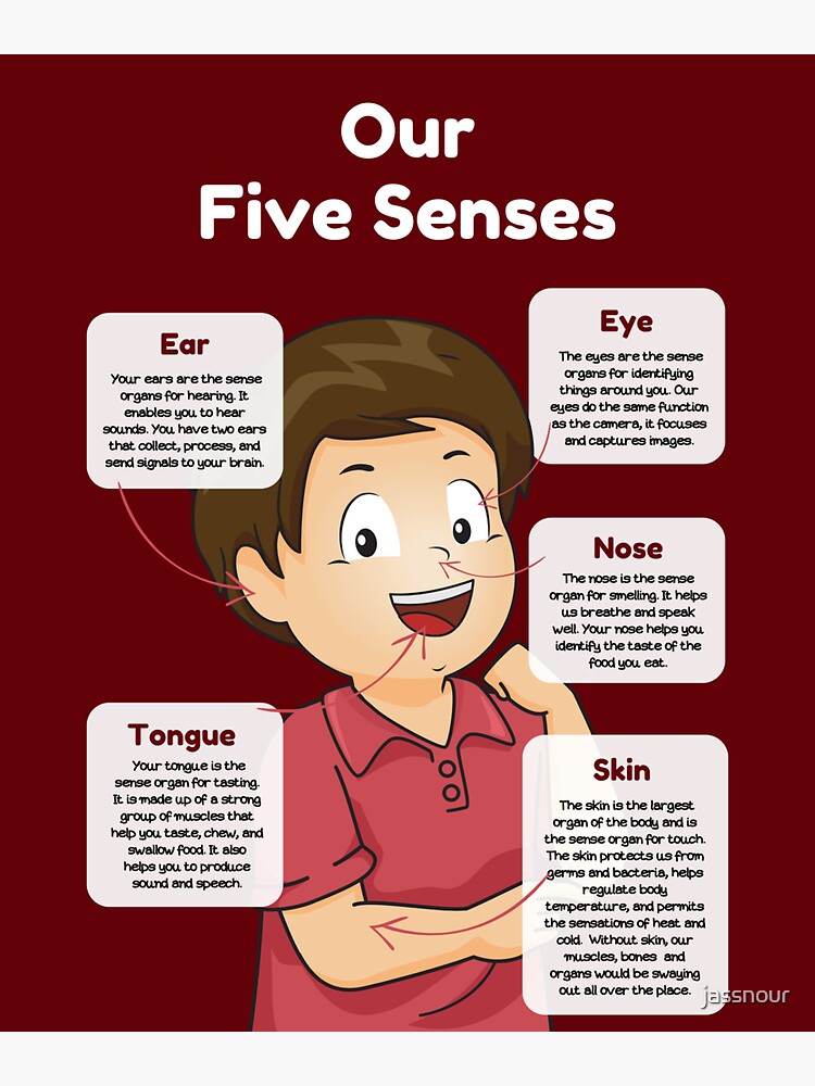 "Our five senses educational poster" Sticker for Sale by jassnour ...