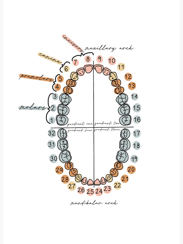 Universal Teeth Numbering FDI World Dental Federation Notation