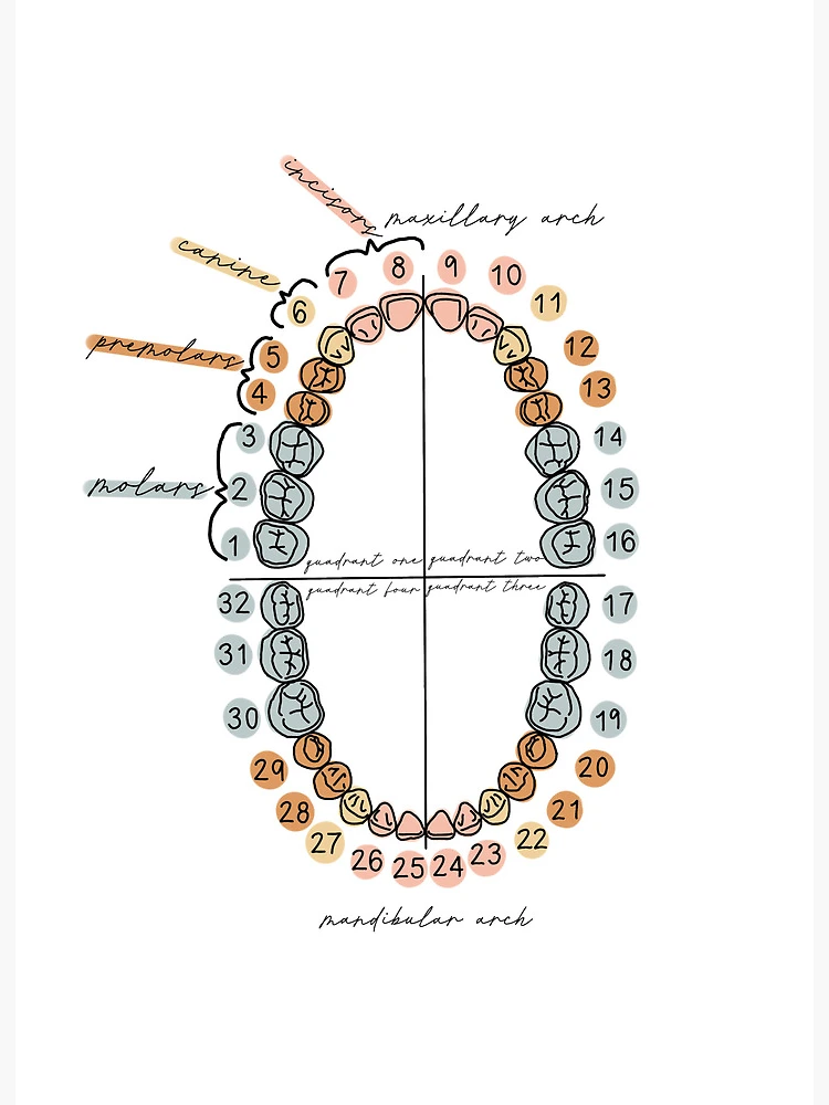 Tooth Numbering Illustration