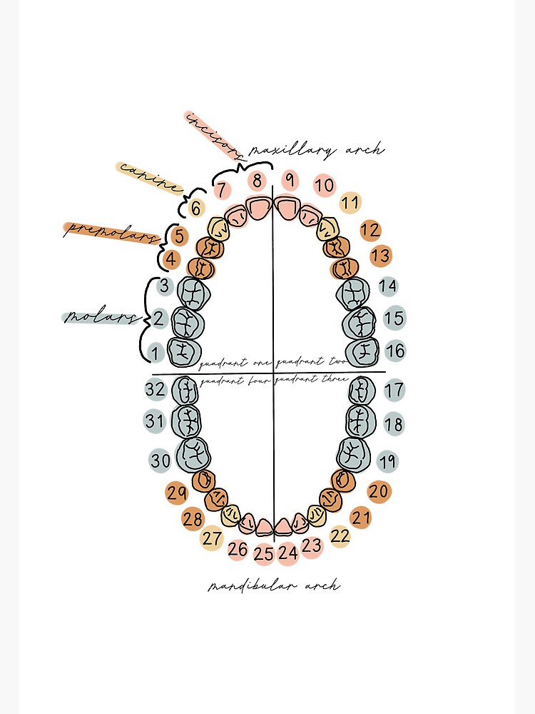 Universal Tooth Numbering System Chart