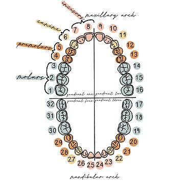 Tooth Numbering Illustration