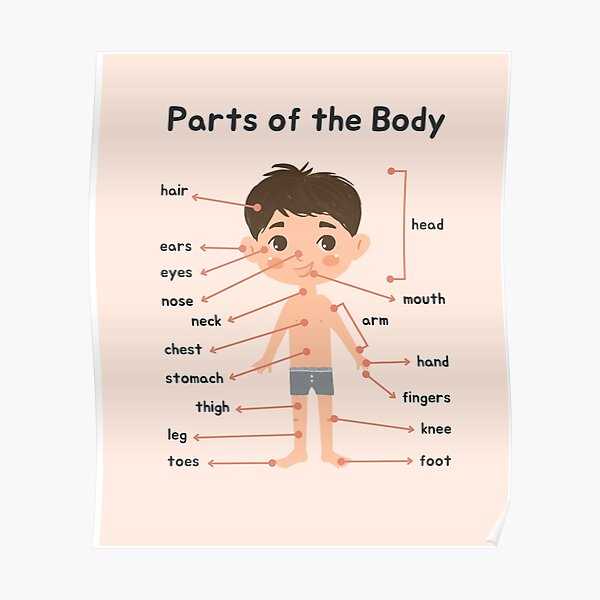 "Boys Parts of the body educational poster" Poster for Sale by jassnour ...