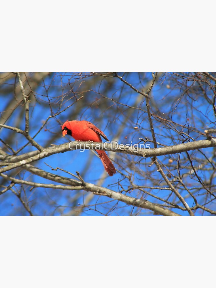 "Cardinal with snow on its beak" Poster for Sale by CrystalCDesigns ...