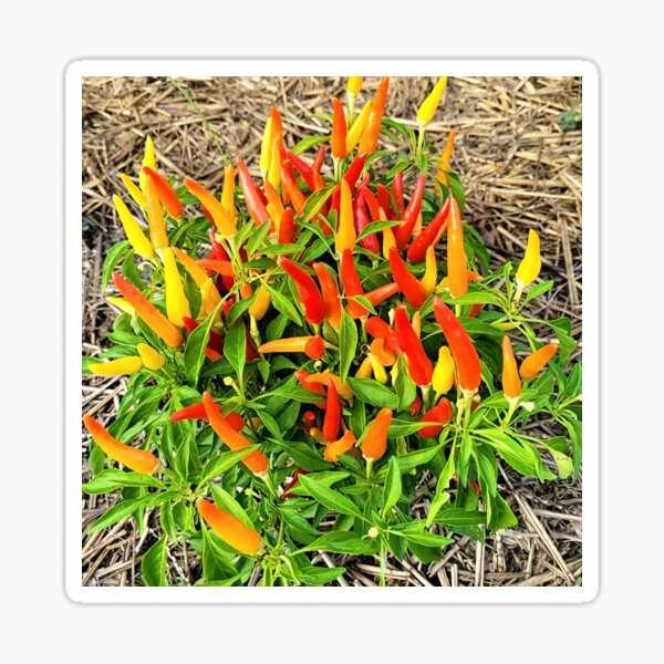 "Spicy" Sticker for Sale by MandLDesigns | Redbubble