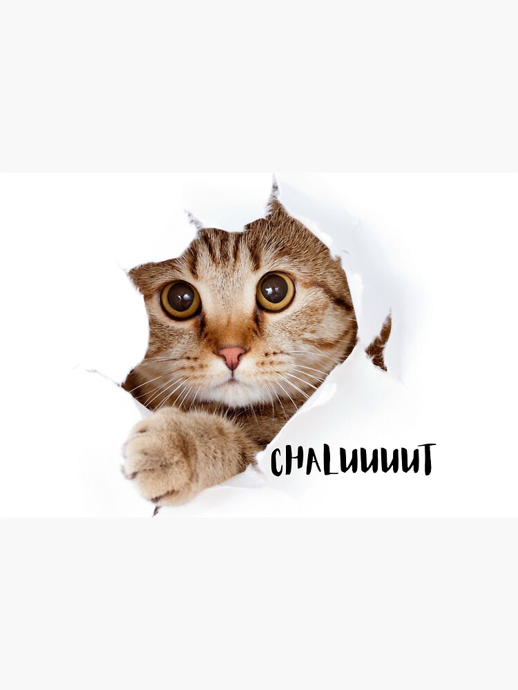 "chat salut,cat say hello in french" Sticker for Sale by maidle95 ...