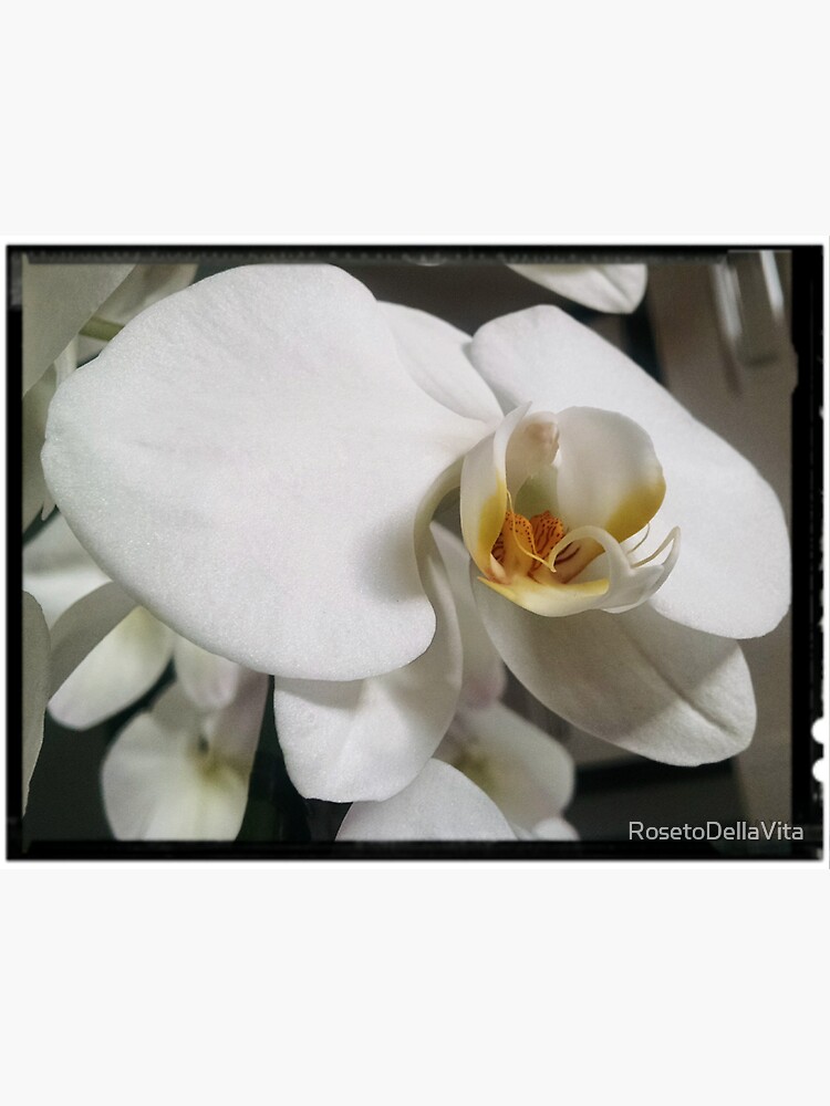 "a Divine & Splendid Feminine Depiction" Sticker for Sale by ...