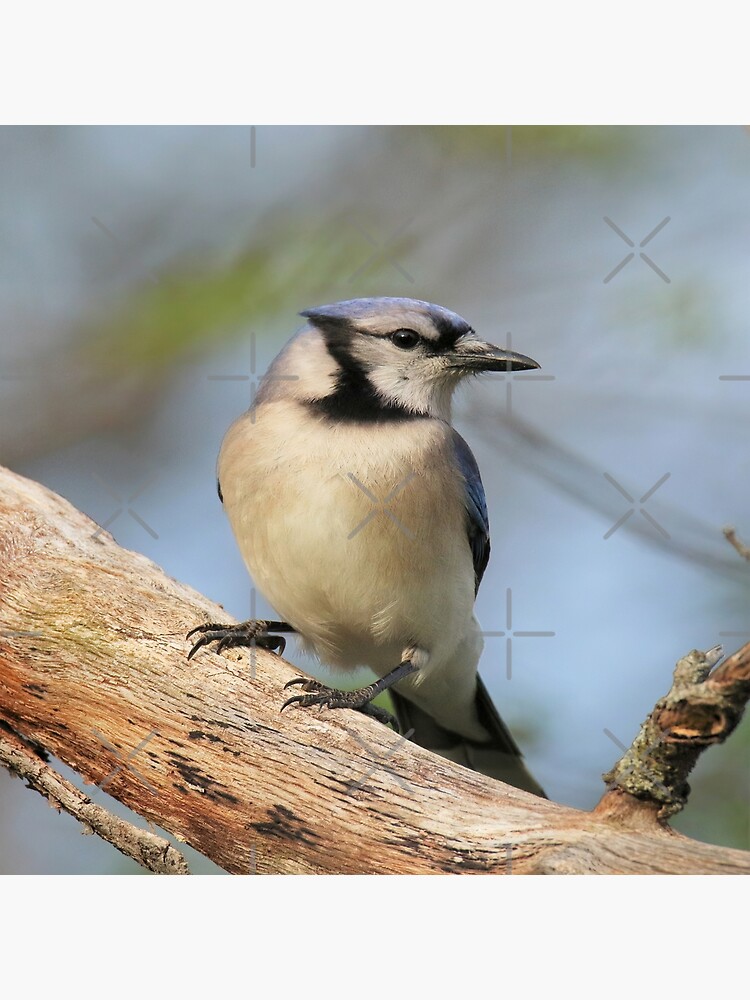 "Blue Jay Side Pose" Poster for Sale by BirdsnStuff | Redbubble