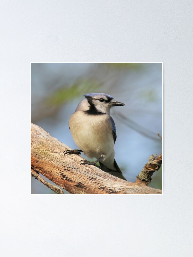"Blue Jay Side Pose" Poster for Sale by BirdsnStuff | Redbubble
