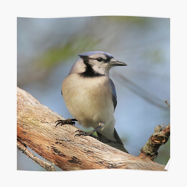 "Blue Jay Side Pose" Poster for Sale by BirdsnStuff | Redbubble