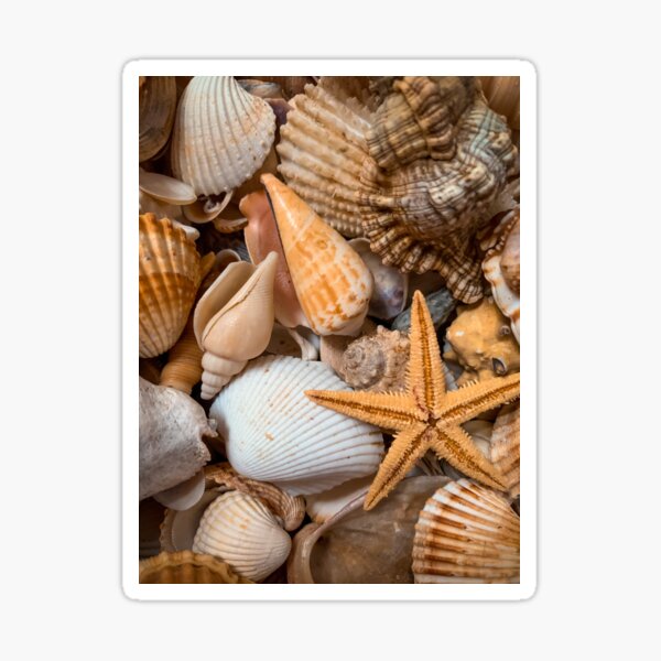 "Beach Seashells Summer Relax Travel Vacation " Sticker for Sale by ...