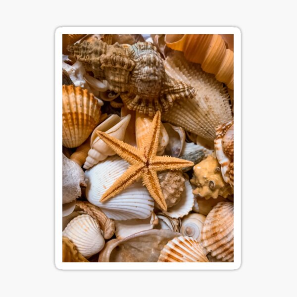 "Seashell Starfish Beach Summer Travel " Sticker for Sale by ...