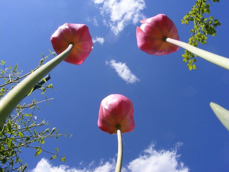 "Tulips "Worms Eye View" 3" by Andy2302 | Redbubble