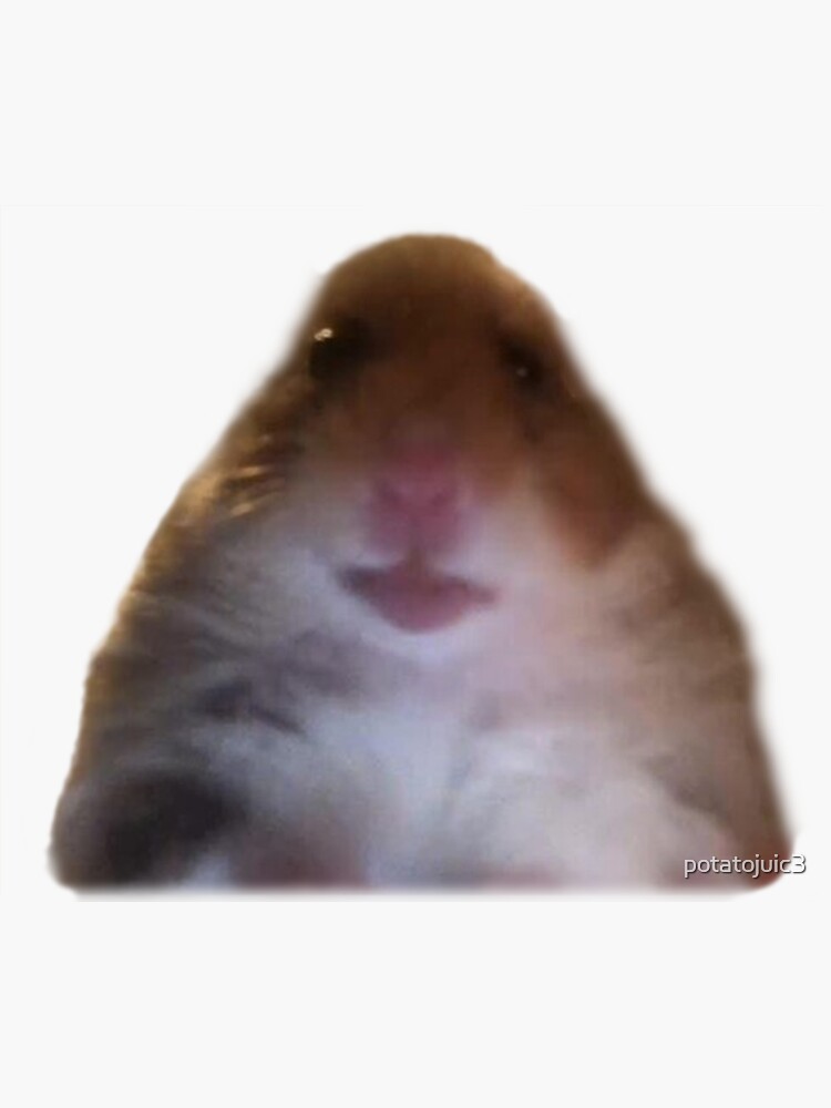 "Staring Hamster" Sticker for Sale by potatojuic3 | Redbubble
