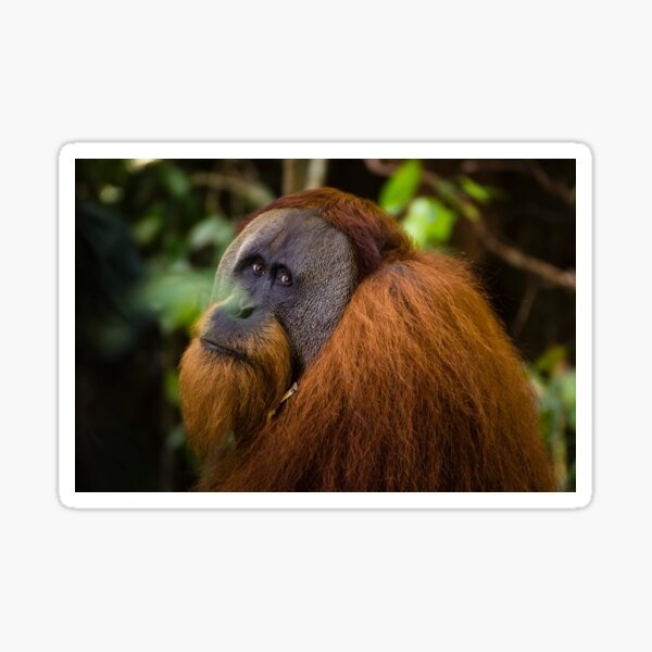 "A glancing male orangutan" Sticker by ensell | Redbubble