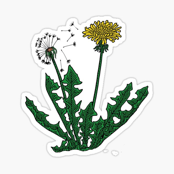 "Dandelion" Sticker for Sale by Hunnybugs | Redbubble
