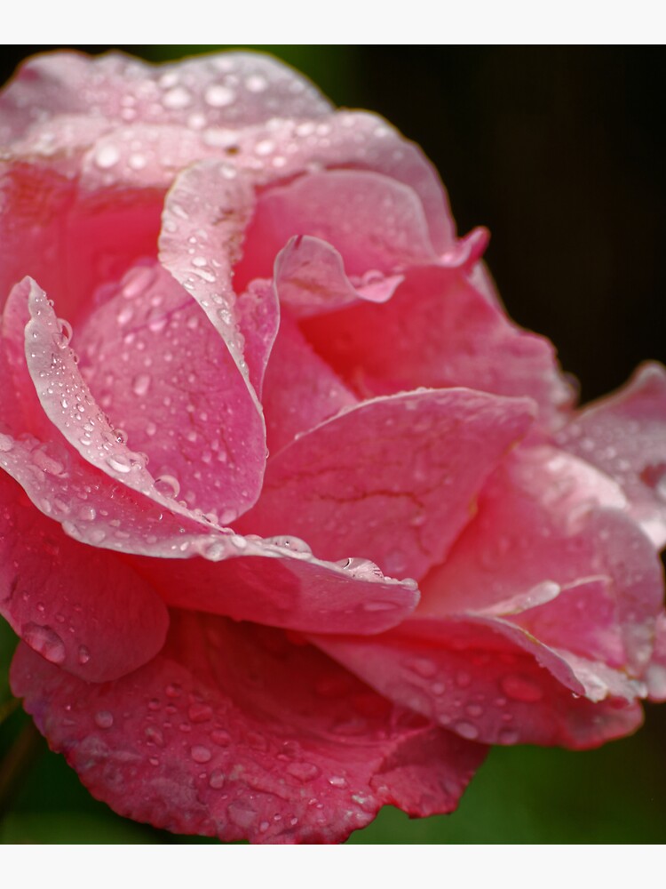 "Pink Wet Rose - Elegant and Colorful" Sticker for Sale by SBWorld ...