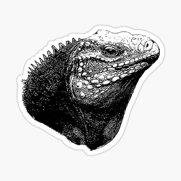 "Iguana" Sticker for Sale by Guardi71 | Redbubble
