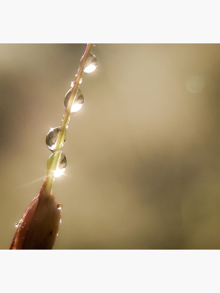 "Chasing the Light, Summer 2020" Sticker for Sale by RabbitsRun | Redbubble