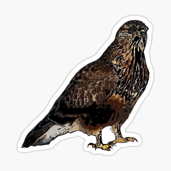 " Rough Legged Hawk Buzzard Black Alternate Design" Sticker for Sale by ...