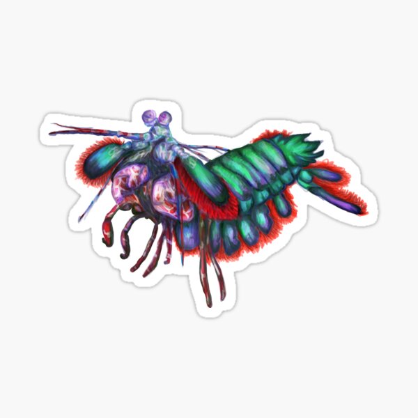 "Peacock mantis shrimp" Sticker for Sale by StudioCorvid | Redbubble