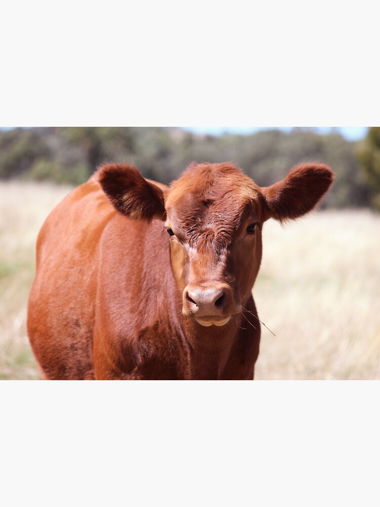 "Red Angus Cow Australian Cattle Photo" Sticker for Sale by ...