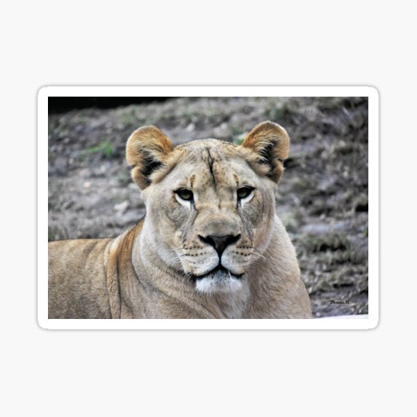 "Lone Lioness" Sticker for Sale by DonnaM | Redbubble